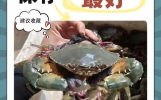 青蟹怎么保存时间长_活青蟹冷藏能放几天