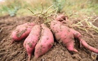 番薯是什么_番薯长什么样