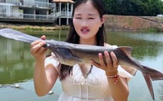 鸭嘴鱼吃什么食物_鸭嘴鱼饲料配方