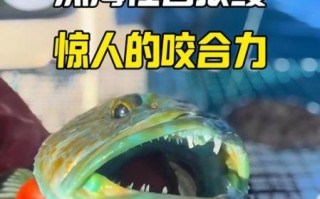 狼鱼条学名叫什么_狼鱼条和狼牙鳝区别