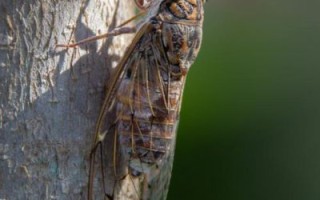 知了叫声拟声词怎么写_知了叫声拟声词有哪些