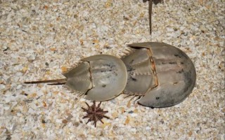 中华鲎是保护动物吗_中华鲎保护级别