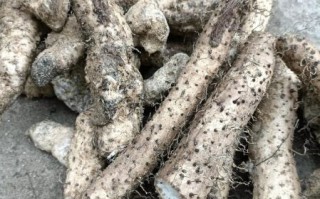 野山药图片_野山药长什么样