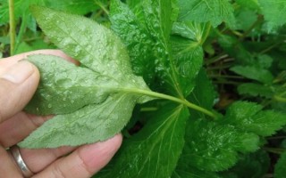 鸭儿芹图片长什么样_鸭儿芹和芹菜区别