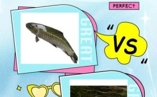 青鱼刺多还是草鱼刺多_哪个更适合老人孩子吃