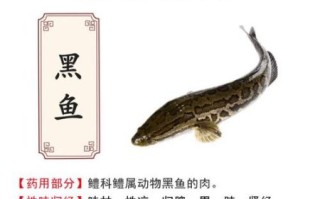 黑鱼的营养价值_黑鱼的功效与作用
