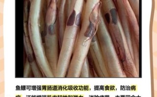 鱼膘怎么吃_鱼膘的功效与作用