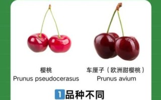 车厘子和樱桃是一个东西吗_车厘子与樱桃的区别