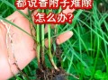 香附的功效与作用_香附怎么泡水喝