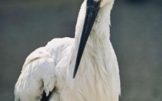 东营有什么好玩的景点_黄河口生态旅游区值得去吗