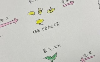 黄豆芽比黄豆更有营养吗_发芽后营养变化原理