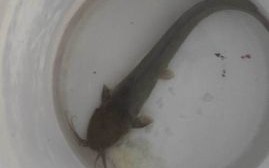 鲶鱼哪些人不能吃_痛风患者能吃鲶鱼吗