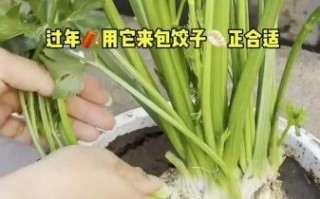 根芹怎么种_根芹种植时间和方法