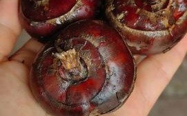 马蹄荸荠怎么读_马蹄和荸荠的区别