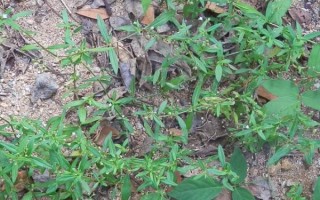 粟米草图片长什么样_如何辨别真假粟米草