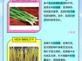 韭黄是韭菜种出来的吗_韭黄和韭菜的区别
