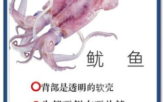 墨鱼鱿鱼和章鱼的区别_怎么区分章鱼墨鱼鱿鱼