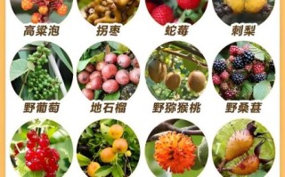 野生水果有哪些_如何识别可食用品种