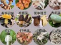 可以吃的野生蘑菇有哪些_如何安全识别可食用野生菌