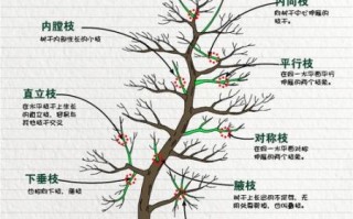 核桃树什么时候修剪最好_核桃树怎么管理才能高产