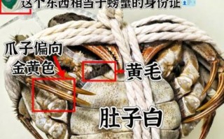 阳澄湖大闸蟹哪里最正宗_如何辨别真假