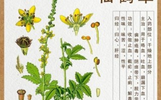 仙鹤草的功效与作用_仙鹤草能治什么病