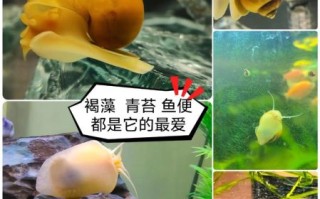 黄螺怎么清洗_黄螺做法大全