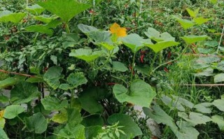 空心菜怎么摘_空心菜摘心技巧