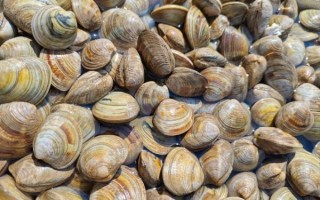 贝类海鲜怎么保存_活贝类可以放冰箱吗