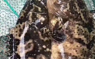 野生石斑鱼多少钱一斤_野生石斑鱼价格为什么贵