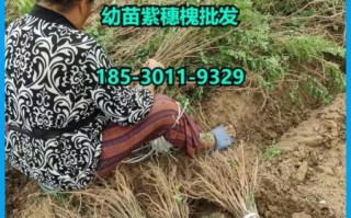 紫穗槐多少钱一棵_紫穗槐价格表2024