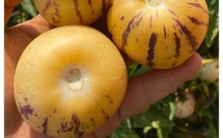 人参果皮能吃吗_人参果皮怎么吃