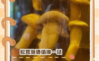 松茸泡酒的做法_松茸泡酒的功效与作用