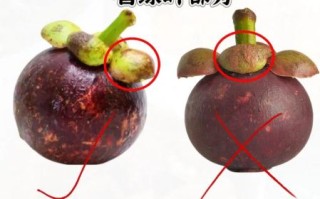 山竹的核能不能吃_山竹核能吞下去吗