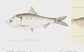 鲥鱼灭绝了吗_长江鲥鱼现状如何