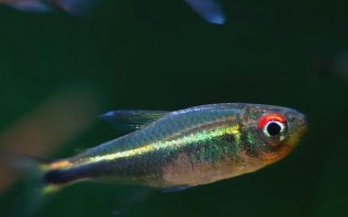 灯鱼寿命有多长_灯鱼能活多久