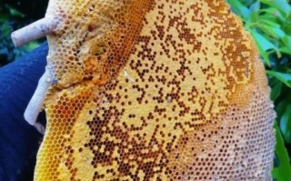 野生蜂蜜多少钱一斤_野生蜂蜜价格为什么差别大