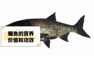 鳙鱼刺多吗_适合老人小孩吃吗