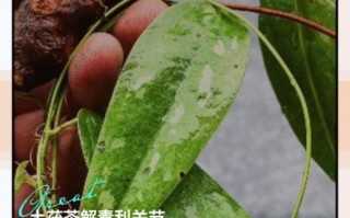 野生土茯苓的功效与作用_野生土茯苓怎么吃效果最好