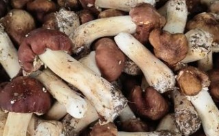 鲜松蘑怎么做好吃_鲜松蘑的家常做法大全