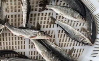 青竹鱼用什么饵料钓_青竹鱼饵料配方