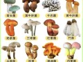 东北野生蘑菇种类有哪些_如何辨别可食用品种