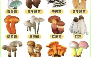 东北野生蘑菇种类有哪些_如何辨别可食用品种
