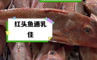红头鱼的营养价值_红头鱼适合什么人吃