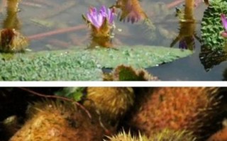 野生鸡头米和种植鸡头米区别_野生鸡头米图片怎么辨认