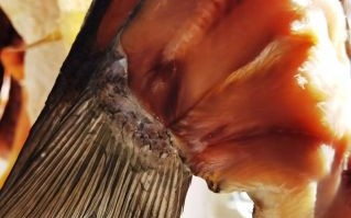 草鱼怎么腌制_草鱼腌制多久入味