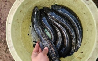 黑鱼多少钱一斤2021_黑鱼价格走势