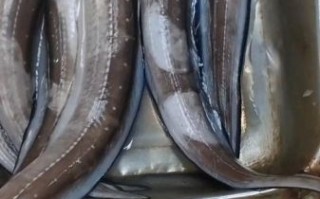 野生海鳗鱼图片大全_野生海鳗鱼长什么样