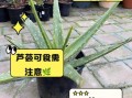 可食用芦荟有哪些品种_六种安全芦荟推荐