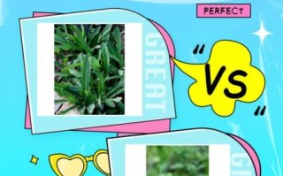 苣荬菜长什么样_苣荬菜和苦菜区别